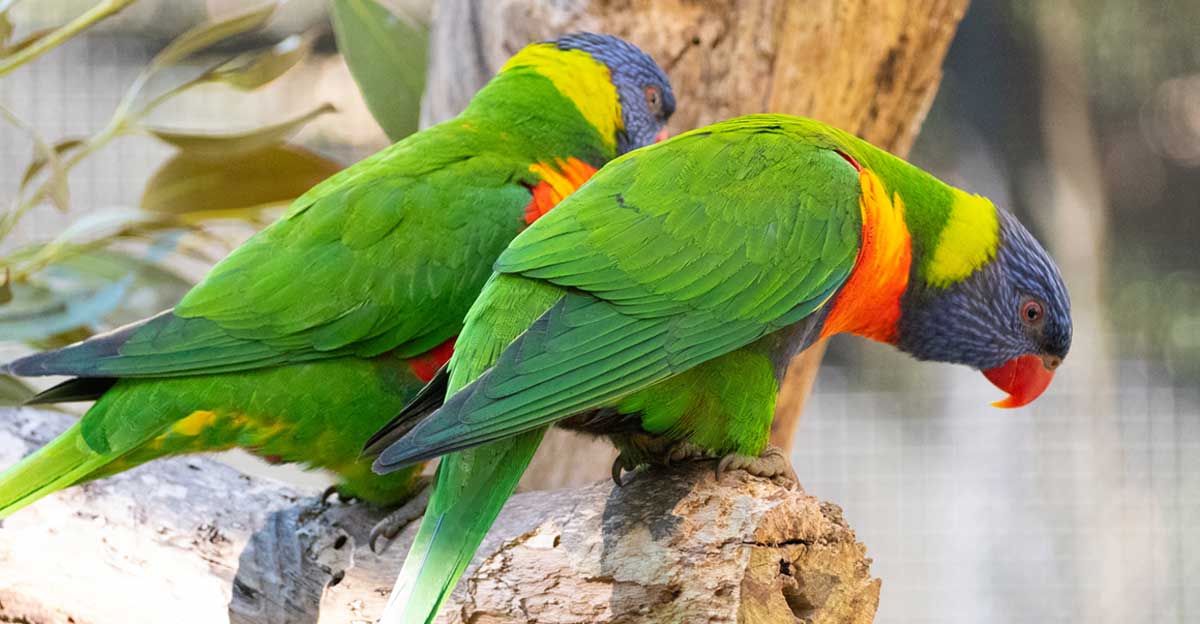 Plants that attract native wildlife | Maroondah Landscapes